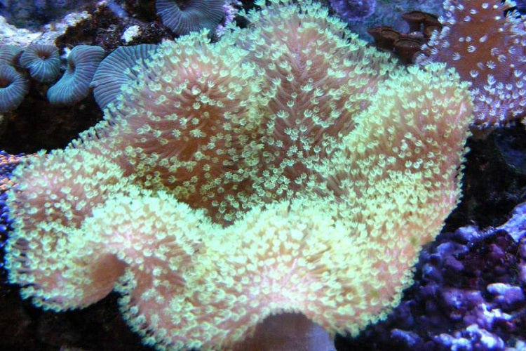 Green toadstool leather coral soft coral – IwarnaOnline